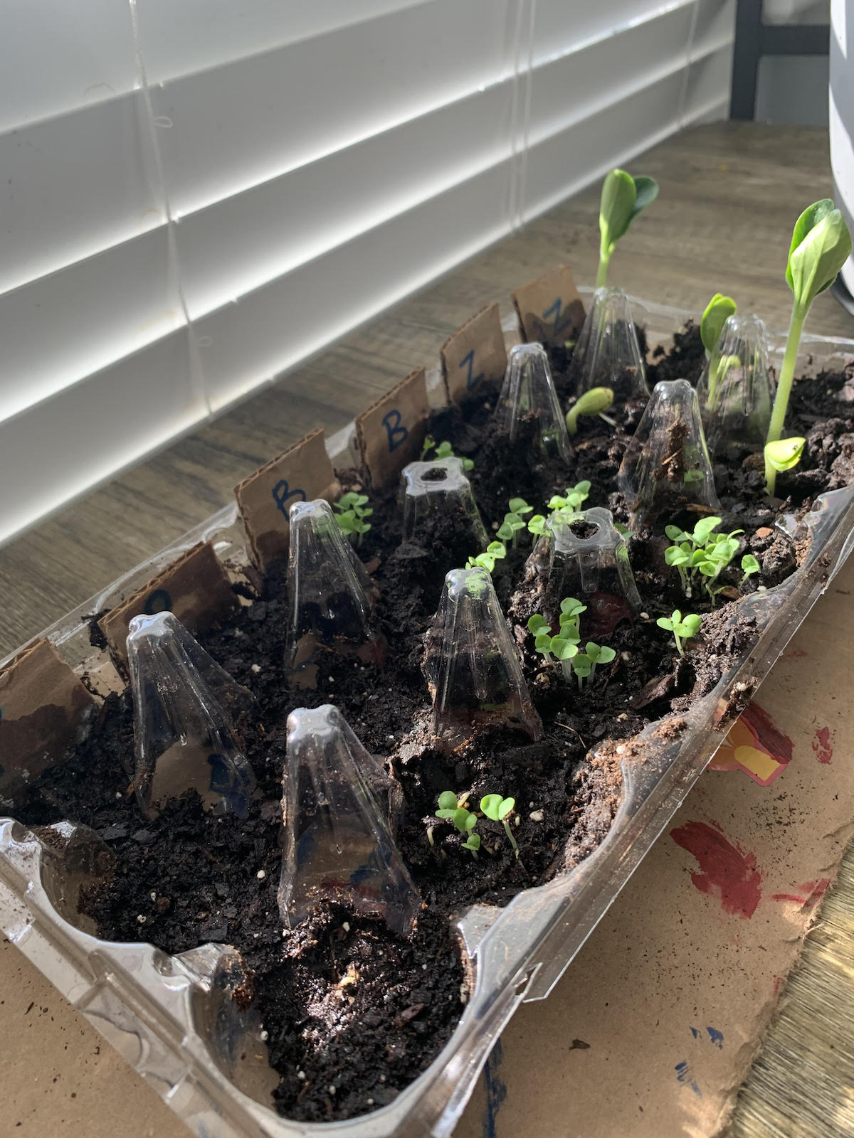 How to Celebrate Earth Day With Kids? Here are 10 Ideas You'll Love ...